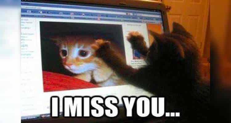 I Miss You Cat Memes