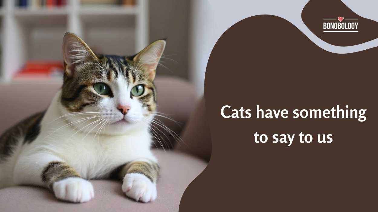 An Open Letter From Cats To Human Beings