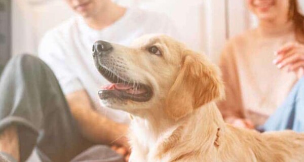 5 Reasons Why Couples With Pets Are Happier