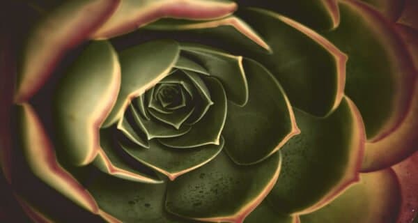 Rose Colour Meanings – 13 Shades And What They Mean