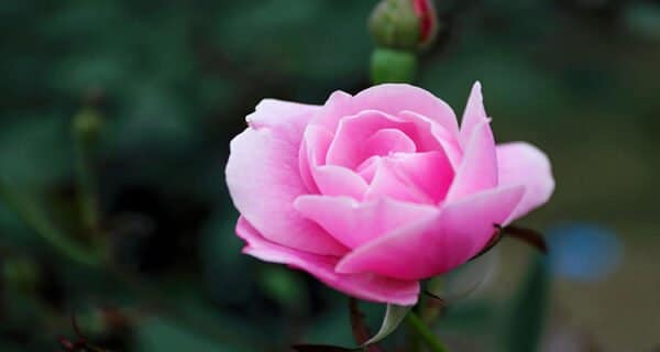 Rosenfarben-Bedeutungen – 13 Farbtöne und was sie bedeuten